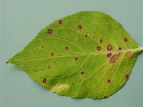 Cercospora Leaf Spot On Hydrangeas Home Guides Sf Gate