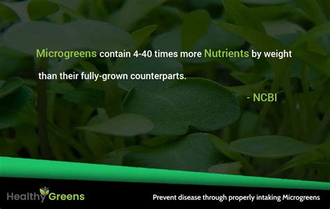 Microgreens Nutrients Weight By Healthy Greens Medium