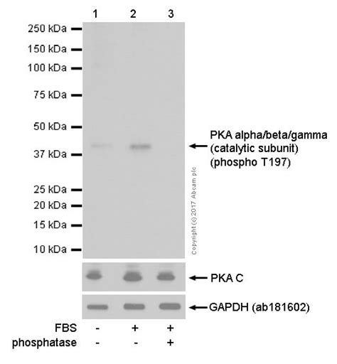 Phospho Anti Pka Alphabetagamma Catalytic Subunit T197 Antibody