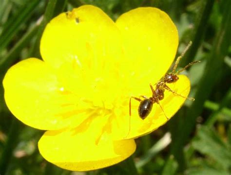 Pollinators Ants The Unlikely Pollinators
