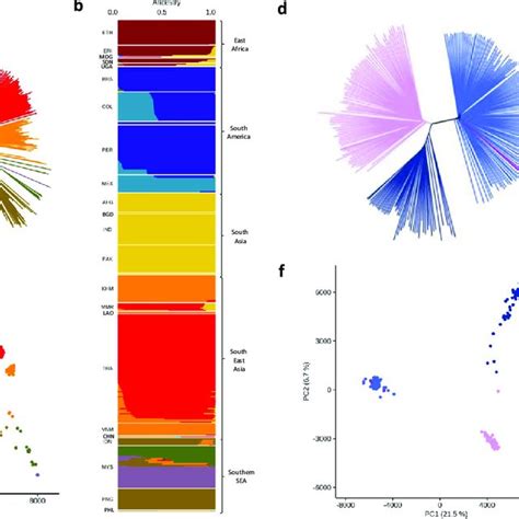 population structure analysis using the whole set of 558 p vivax