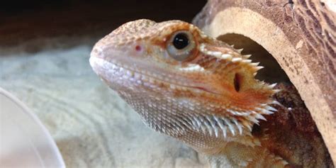 The Complete Guide To Bearded Dragon Vision Reptiles Time