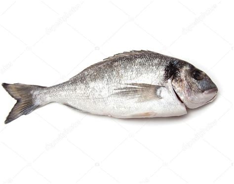 Riba Bijela Riba Preporučili Ribari