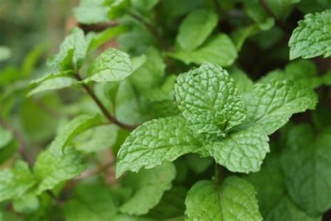 Horti By Greensnap