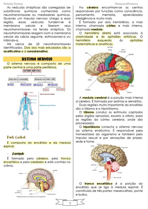 Sistema Nervoso Resumo Pdf Braincp