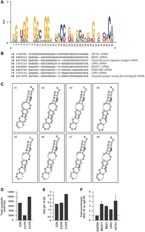 Sequence Structure And Genome Wide Predictions Of Nucleolin Binding