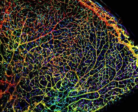 Tiny Beauties Visions From Under The Microscope Micro Photography