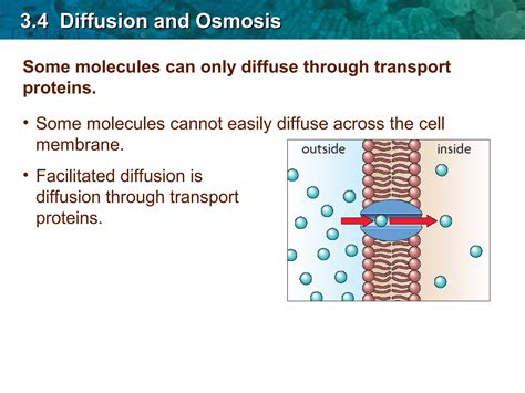 Membrane And Diffusion Notes Ppt