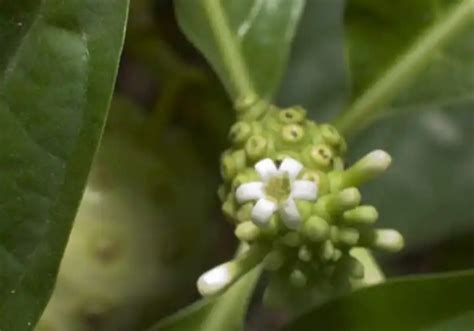 நோனி பழம் பற்றி தெரியுமா இதில் என்னென்ன சத்துக்கள் இருக்கிறது பார்க்கலாம் வாங்க Tamil Spark