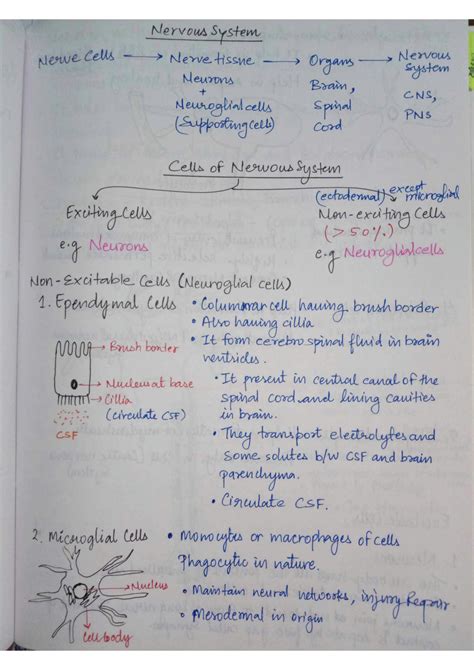 SOLUTION Nervous System Notes Studypool