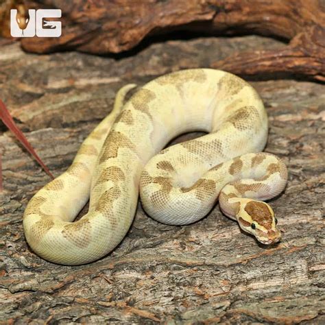 Super Pastel Mojave Fire Enchi Ball Pythons Python Regius For Sale