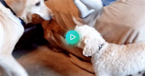 Tug Of War  On Imgur