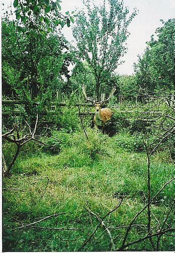 Danek Zlínský Kraj Prodám Chovzvířat Cz