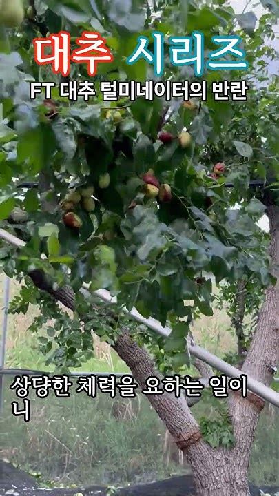 대추 시리즈 부제 털미네이터 대추수확 대추털기 Youtube