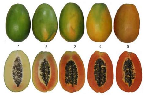 Identification And Validation Of Key Genes Related To Preferred Flavour