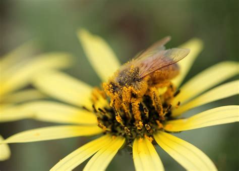 Une Abeille Est Assise Sur Une Fleur Jaune Photo Photo Insecte Gratuite Sur Unsplash
