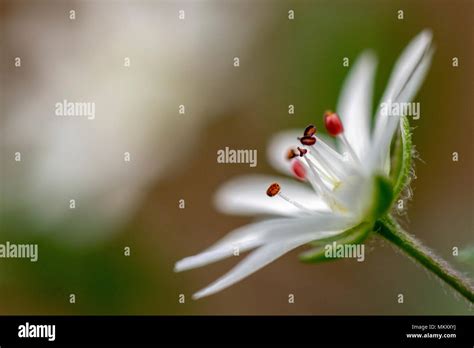 Star Chickweed Stellaria Pubera Coontree Trail Pisgah National