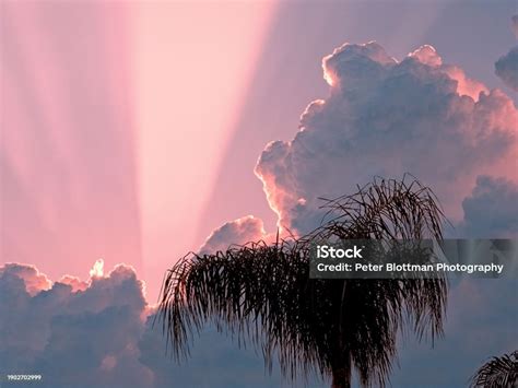 A Pink Colored Sunset With Corpuscular Sun Rays Glancing Over Towering