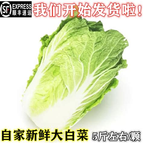 山东胶州大白菜 正宗胶州大白菜新鲜特产无公害蔬菜5斤左右 生鲜十五许嫁君