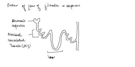 Solved Which Of The Following Correctly Shows The Order In Which The