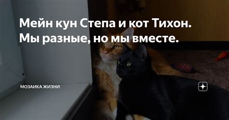 Мейн кун Степа и кот Тихон Мы разные но мы вместе Мозаика жизни Дзен