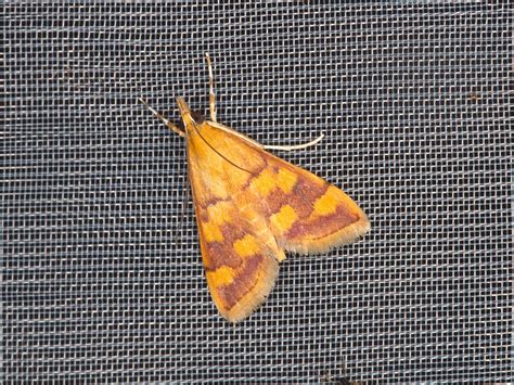 Pyrausta Phoenicealis Pyrausta Phoenicealis Picture Insect