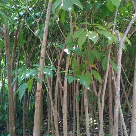 Jual Jual Pohon Tabebuya Pink Dll 081292127731 Lutfiflora Lutfiflora