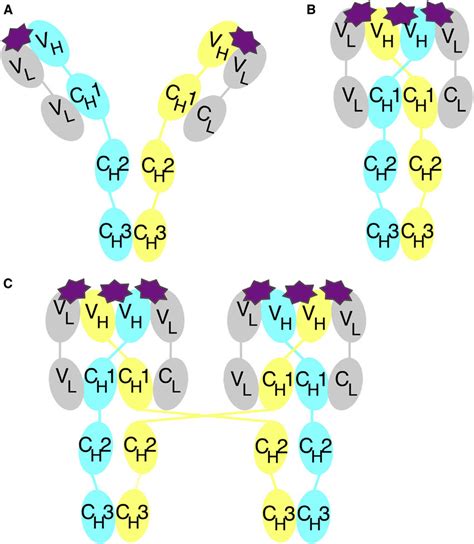 Schematic Igg Structures Heavy Chains Identical Polypeptide Chains But Download Scientific