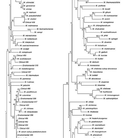 Consensus Tree For 200 Bootstraps Showing The Phylogenetic