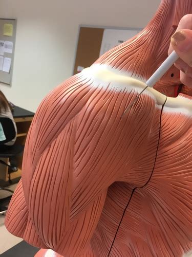 Anatomy Lab Flashcards Quizlet