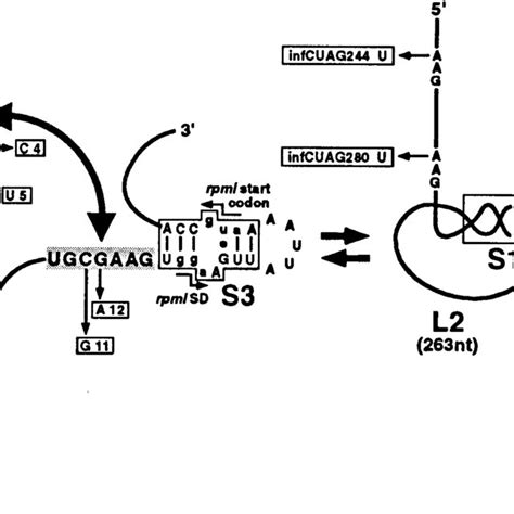 Schematic Representation Of The Long Range Interaction Required For Download Scientific Diagram