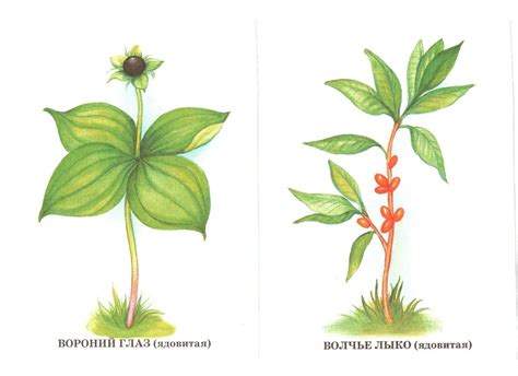 Раскраска ядовитые растения 54 фото