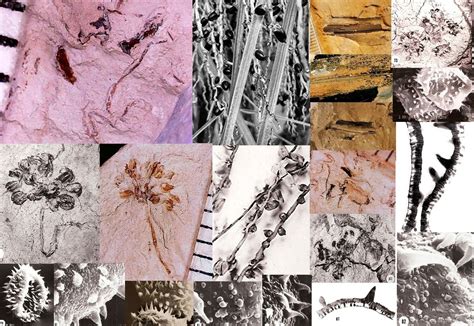 Extinct Palm Fossils With Narrow Connecting Stems Compared To Those In