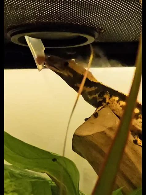 Have You Seen A Gecko Lick Misty Air Album On Imgur