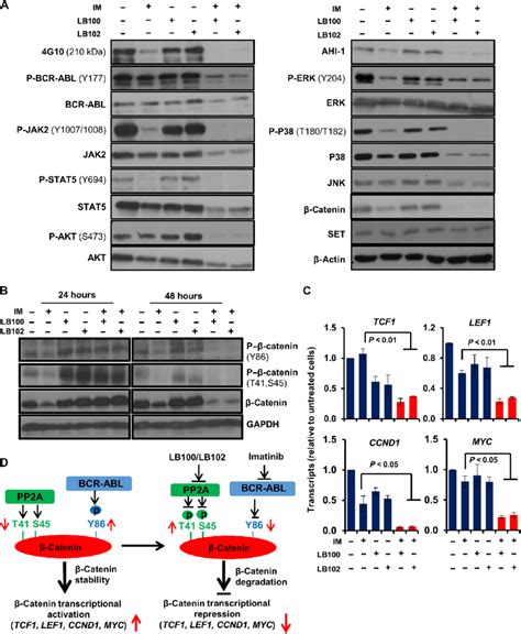 Combination Treatment With Pp2a Inhibitors And Im Disrupts