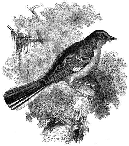 Loiseau Moqueur Wikisource