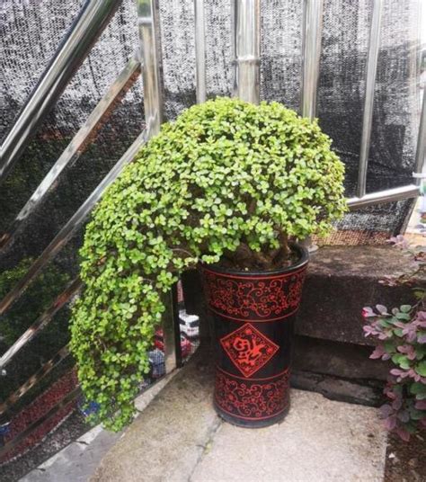 十月末金枝玉葉要潤養即使不施肥每週也能長一兩片葉 imomo植物識別
