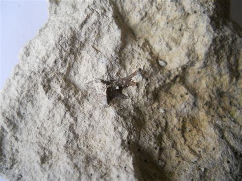 Chalk Fossil Id Fossil Id The Fossil Forum