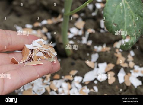 Snail Safe Plant Fertilizer At Ronald Caster Blog