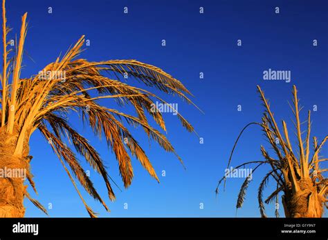 Dry Date Palm Stock Photo Alamy