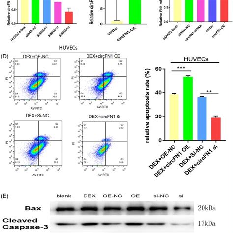 The Dex‐mediated Huvec Apoptosis Was Increased In Download