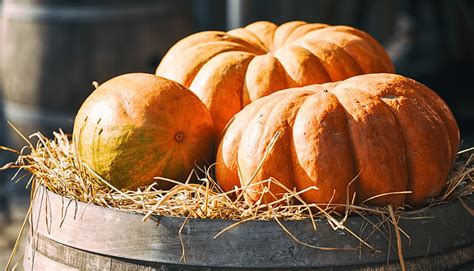 24 Fall Yard Ideas That Are Trending Now The Backyard Pros