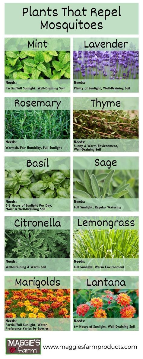 Pin By Cathyboois On Gardening Mosquito Repelling Plants Insect