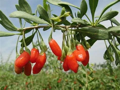 枸杞種植條件不是很苛刻 東北地區是可以種的 每日頭條