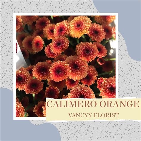 Jual Bunga Calimero Orange Fresh Pertangkai Bunga Calimero Orange