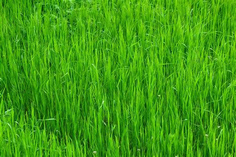 Grass Green Nature Free Photo On Pixabay