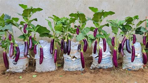 How To Make Eggplant Grow At Enrique Branham Blog