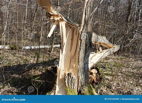 Tree In The Forest Felled By A Hurricane Stock Photo Image Of Outdoor Bark