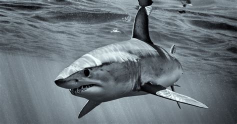 The Shark Arm Murders Jason Roberts