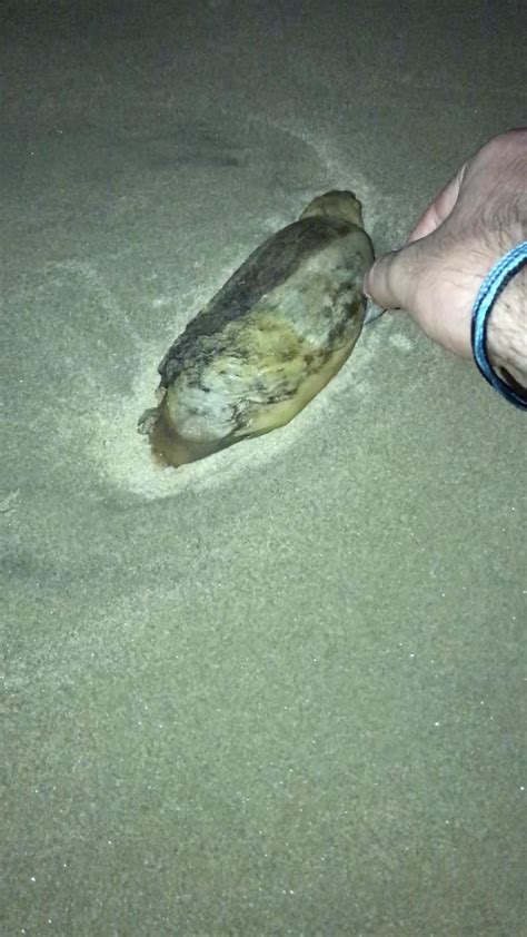 What Is This Squishy Thing I Found At The Beach Rwhatisthisthing